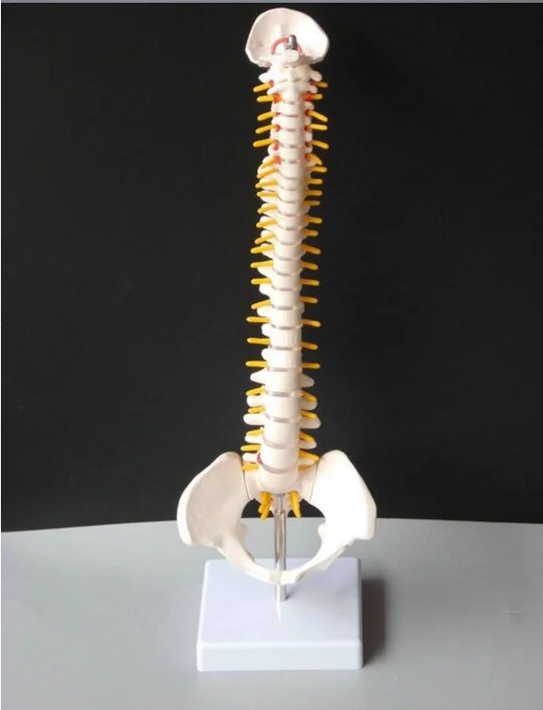 Human-Skeleton-Model-D1-45cm-Sitting-Posture-Model-for-Medical ...