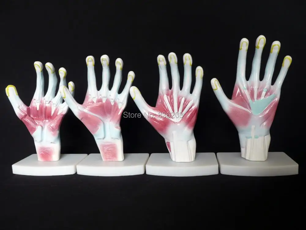 life size Human Hand/Palm Structure Anatomical Model Model Heart ...