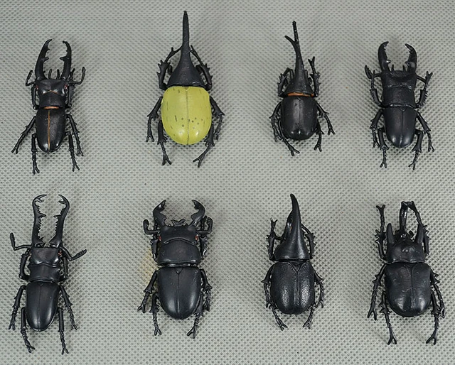Lucanidae Stag Beetles
