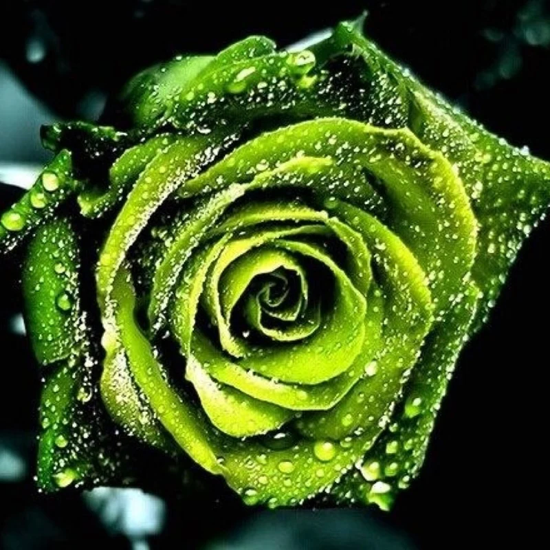 Flowers For Flower Lovers Green Rose Flower