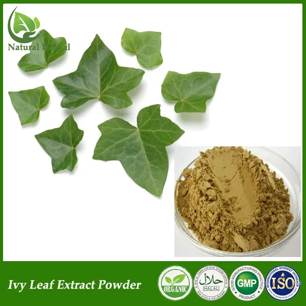 Hot-Sell-Ivy-Leaf-Extract-Ivy-Leaf-Extract-Powder-Natural-Ivy-Leaf ...