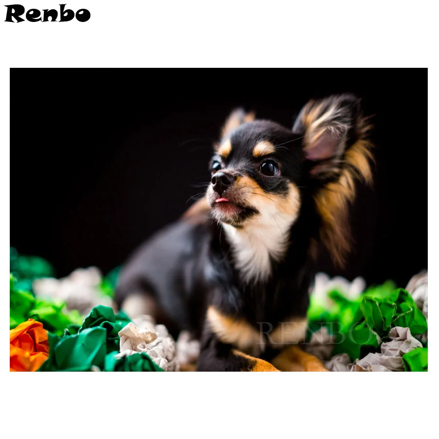 DIY Алмазная картина прекрасная собака Чихуахуа фотографии Стразы 5d ...