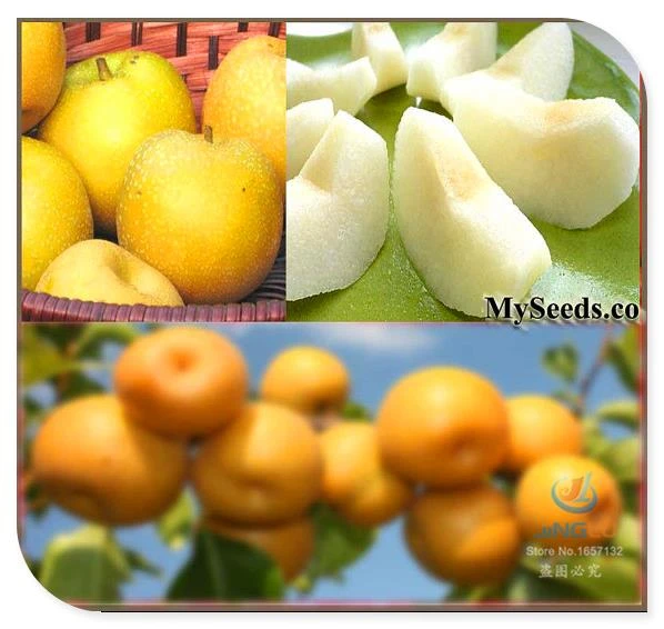 Asian Pear Seeds