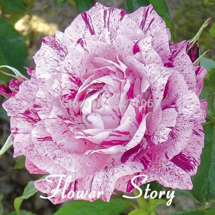 Free Shipping 20 Purple Dragon Rose Seeds ,Rare beautiful stripe rose ...
