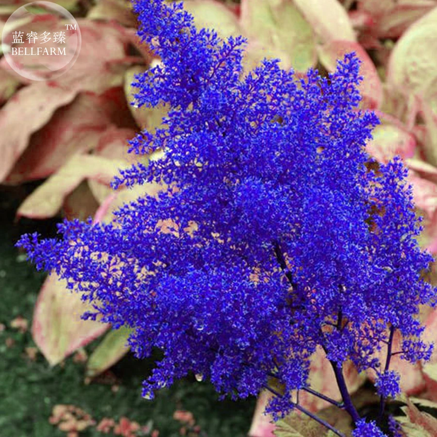 US$ 1.16 - BELLFARM Dark Blue Astilbe Chinensis Perennial Flower Seeds ...