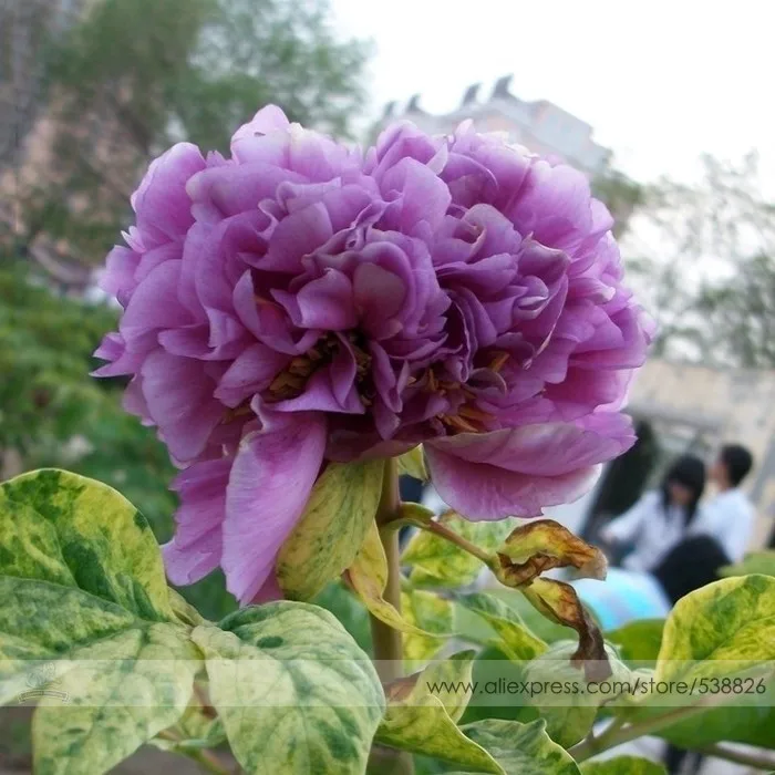 US$ 0.73 - Strong Fragrant Purple Peony Tree 'Queen' Flower Seeds ...