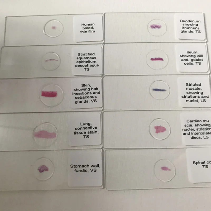 American Educational Microslide Muscle/Bone/Connective/Nerve Animal ...
