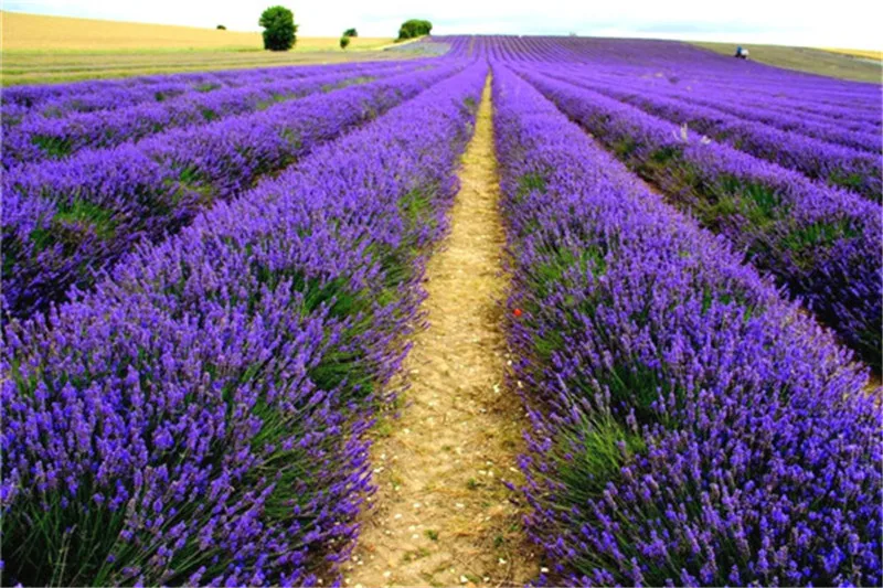 Botanic Manic’s Italian Lavender Seeds 100 Ct. – Botanic Manic's