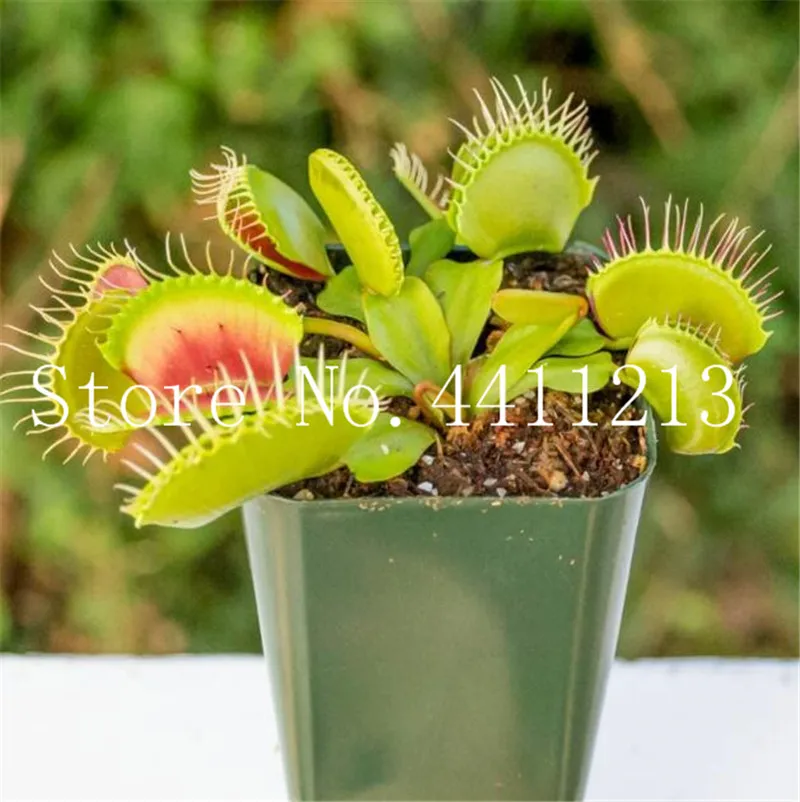 Big Promotion Potted Insectivorous Plant Mul-color Dionaea Muscipula ...
