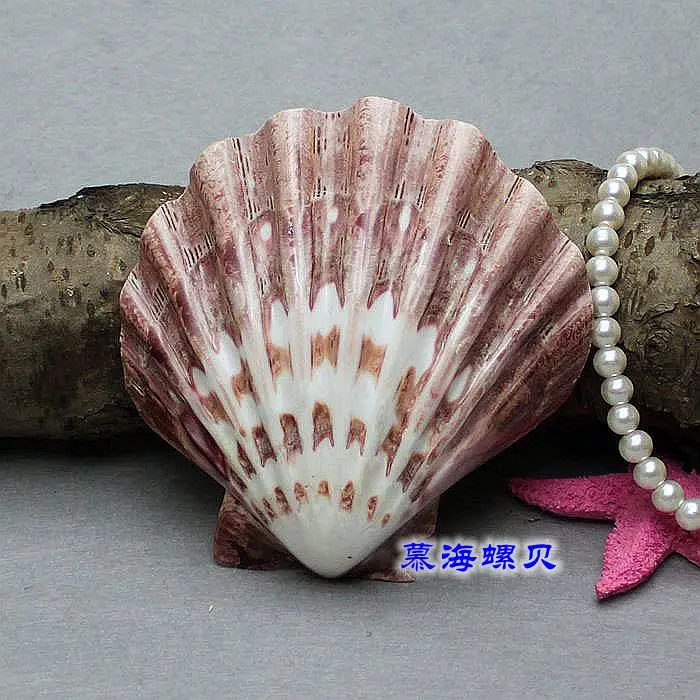 Le-brillant-palourdes-mer-australie-coquille-saint-jacques-10-11-cm ...