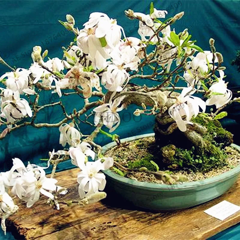 Magnolia Bonsairare Potted Flower Tree Garden Planteasy To - Best Seeds ...