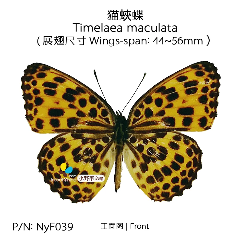Timelaea maculata|Figurines & Miniatures| - AliExpress