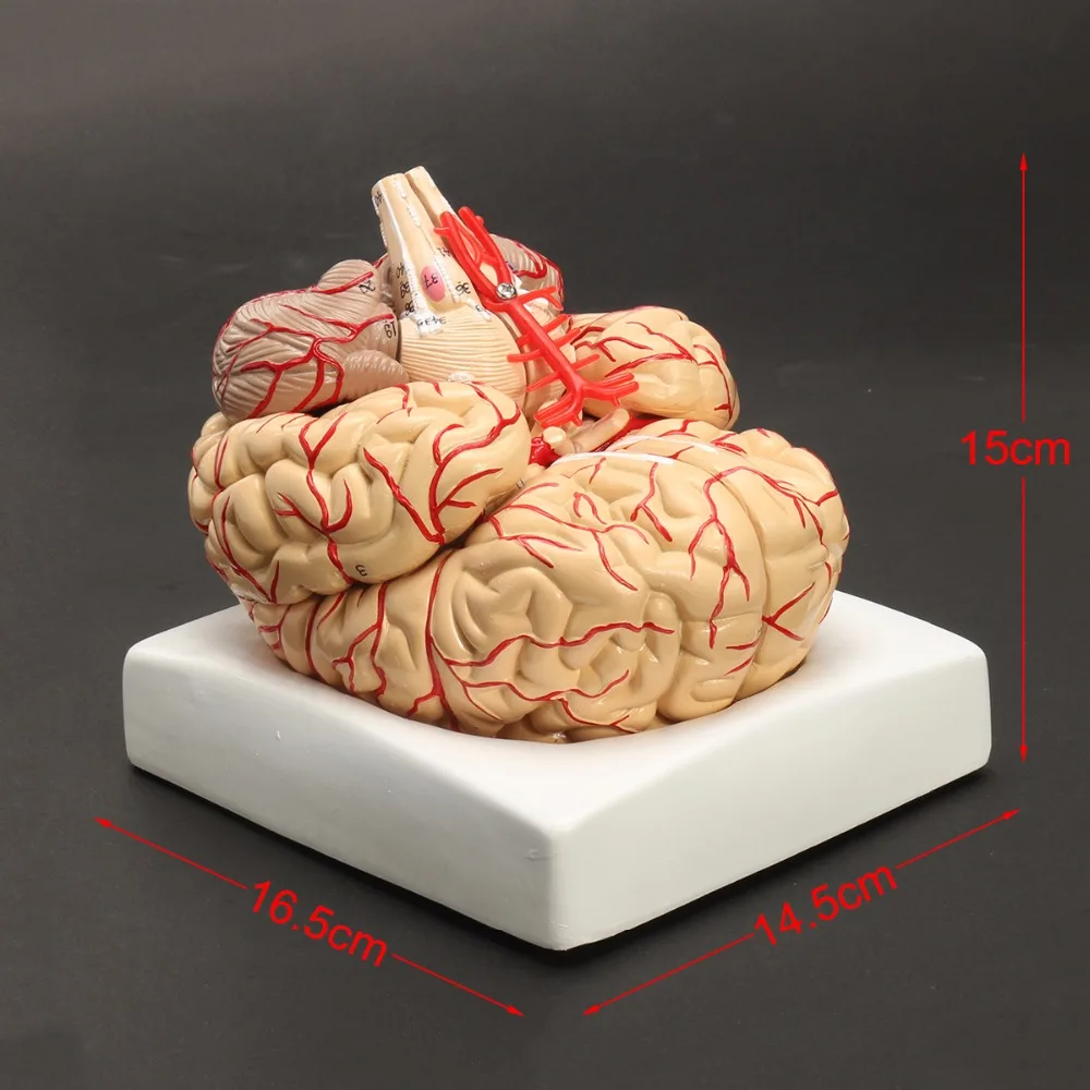 Human Life Size brain anatomy model Medical Set 8 Parts Budget Brain ...