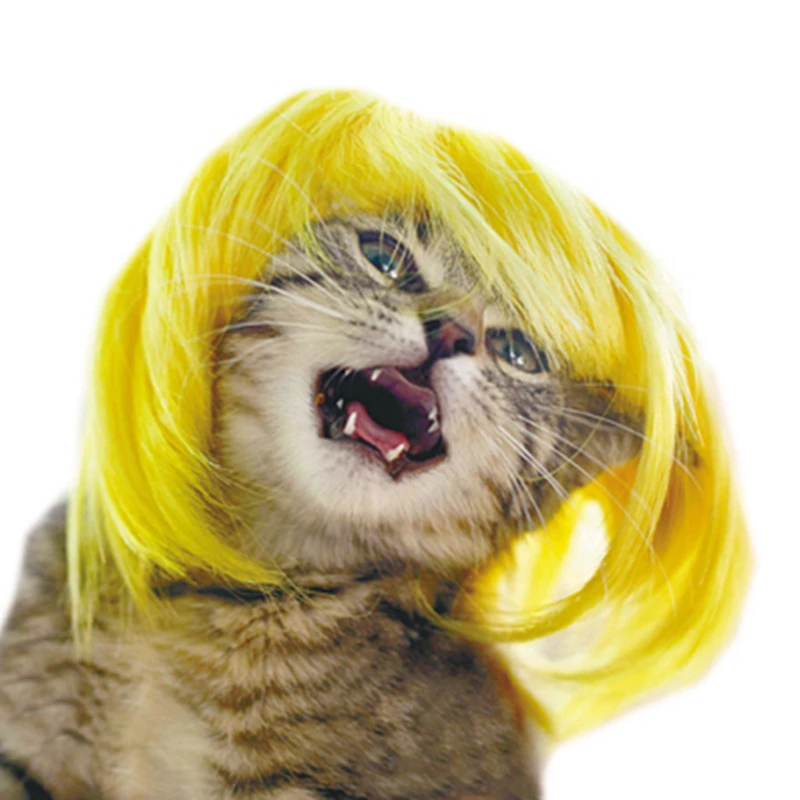 [MPK Cat Wigs] Yellow and Blue Cat Wigs, Pet wig, Funny Cat Wig, Cat ...