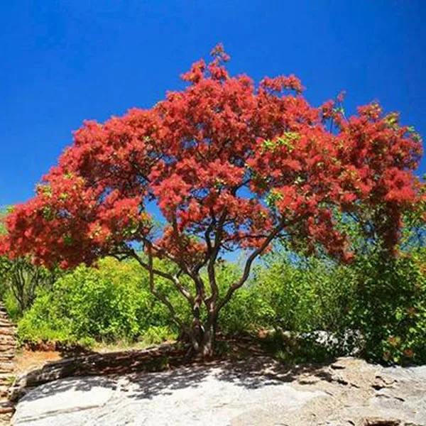 40Pcs Cotinus Coggygria Smoke Tree Seeds - Pure Bonsai