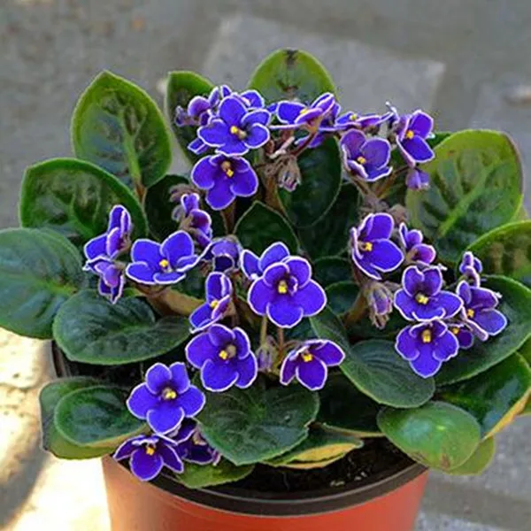 Rare Colours Violet Saintpaulia Seeds, 50pcs/pack – GreenSeedGarden