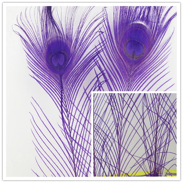 Purple Peacock Feather Drawing