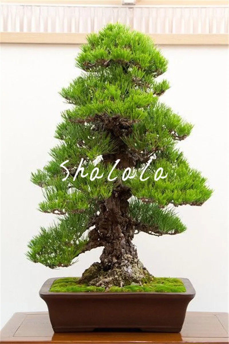50 Pcs Japanese White Pine Pinus Parviflora Tree Bonsai Evergreen DIY ...