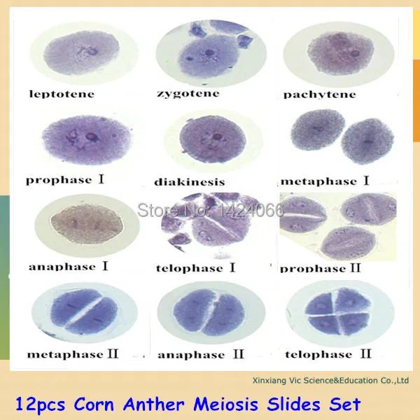 12pcs Corn Anther Meiosis Slides Set-in Educational Equipment from ...