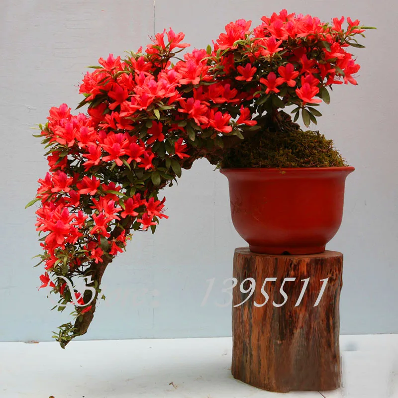 Azalea Seeds 100Pcs - Pure Bonsai