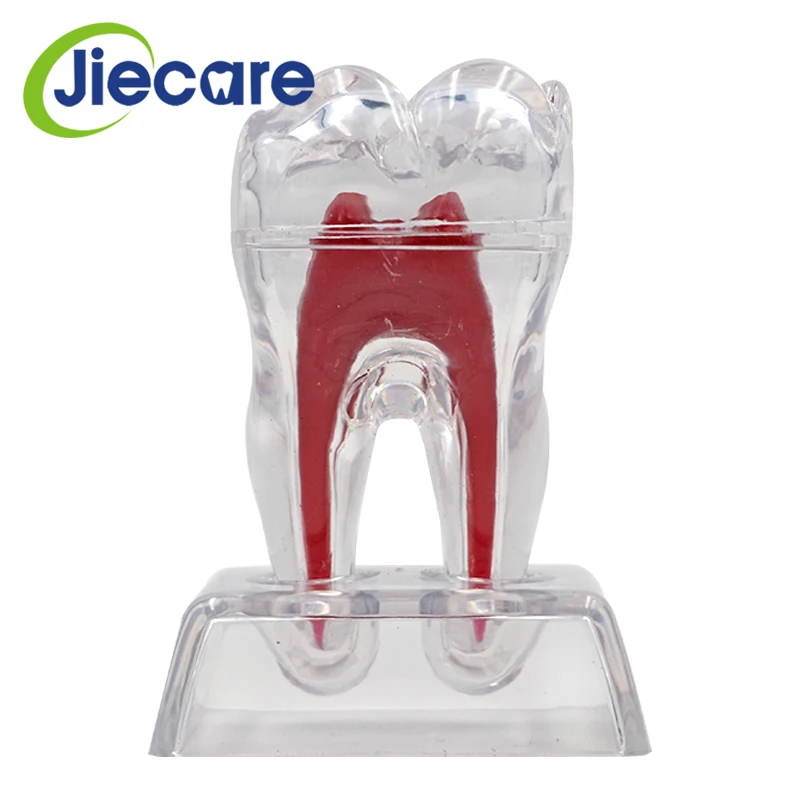 1PC-Dental-Crystal-Base-Hard-Plastic-Teeth-Removable-Tooth-Molar-Model ...