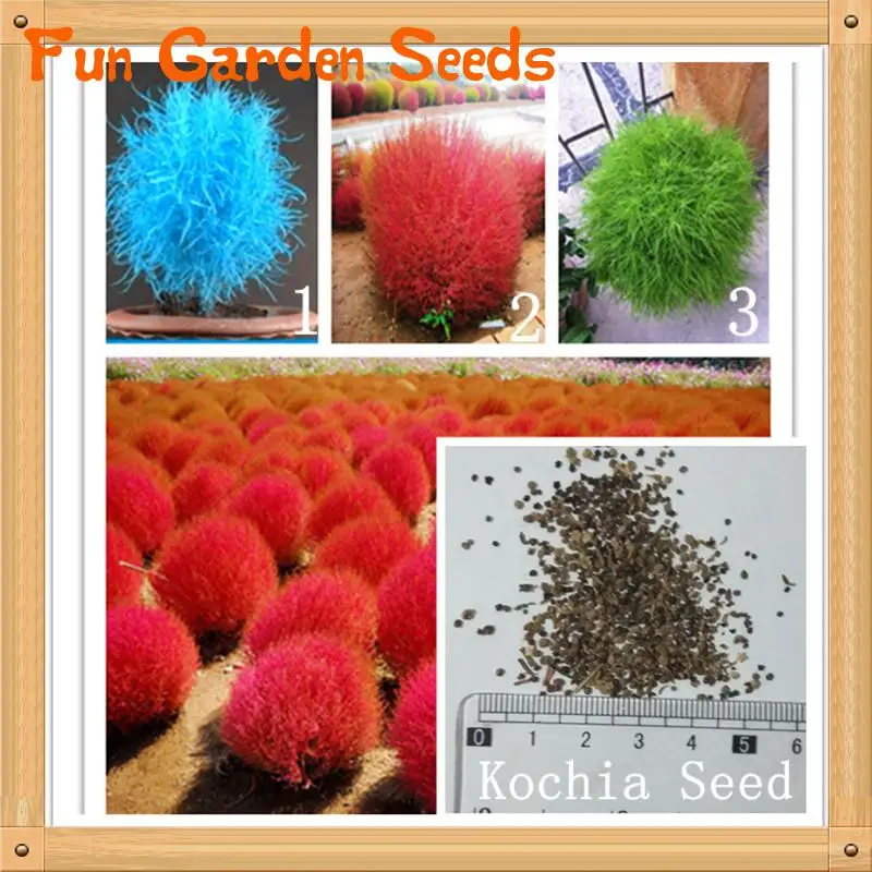 Mixed Color Grass Seeds Perennial 100pcs Jardin Burning Bush Kochia Scoparia Red Garden