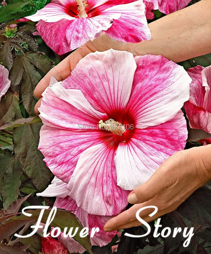 Купить 100 гигантский цветок гибискуса семена смешанные semenatsvety ...