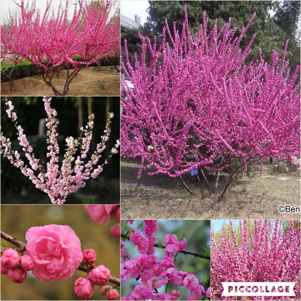 Popular Flowering Plum Tree-Buy Cheap Flowering Plum Tree lots from ...