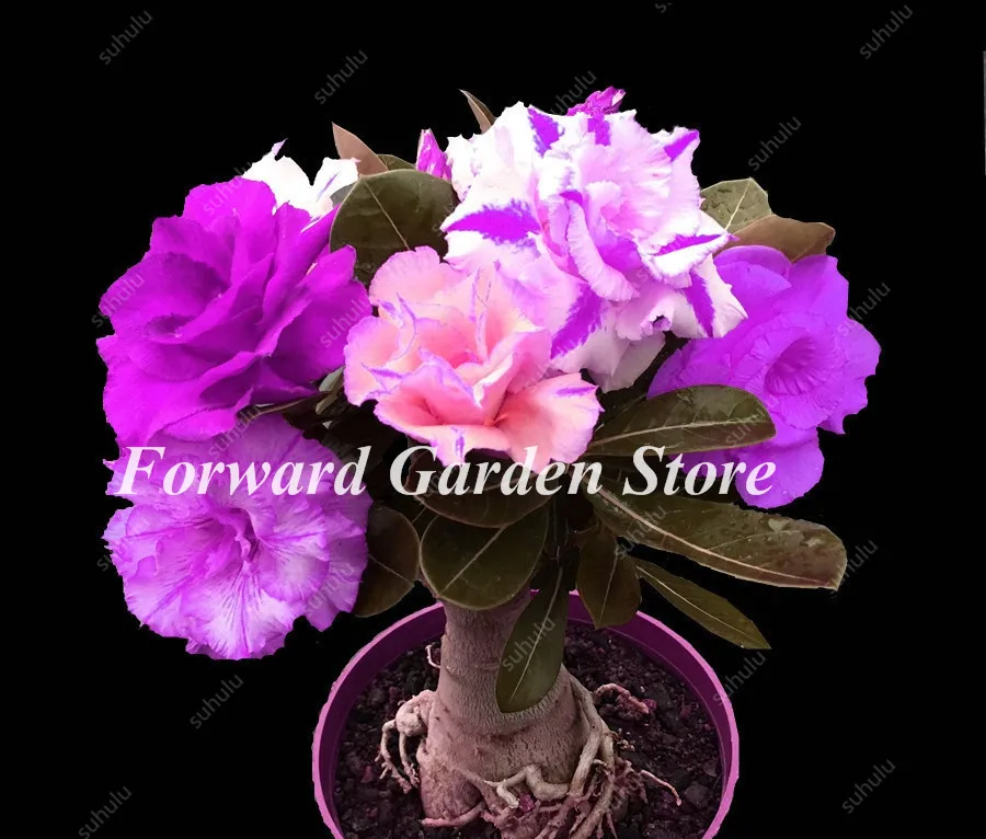 100% Genuine Desert Rose Plantas Rare Dwarf Adenium Obesum Flower Plant ...