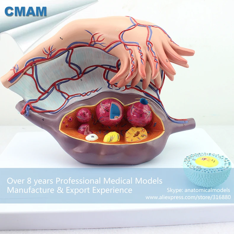 Female Anatomy Models Labeled Ovary Labeled Model