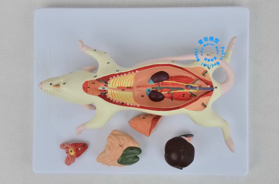 Free shipping&The mouse anatomical model, alpinia oxyphylla piece ...