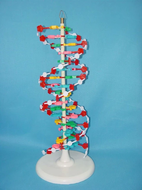 How To Make Dna Structure Model