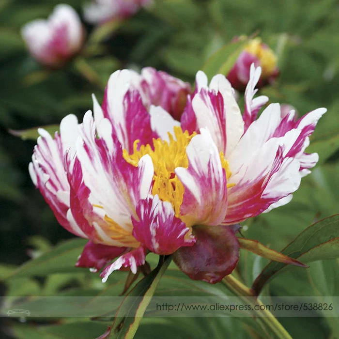 Popular Japanese Peonies-Buy Cheap Japanese Peonies lots from China ...