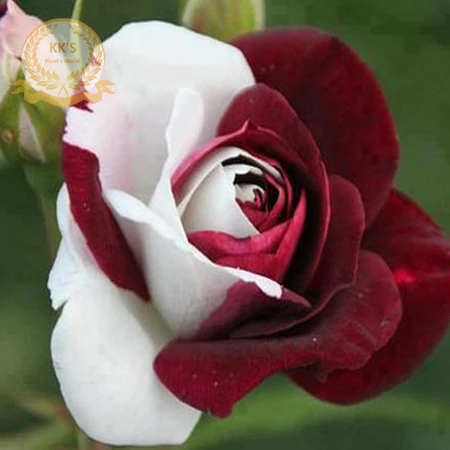 Hybrid Rare Heirloom White Red Rose Bush Flower , Professional Pack, 50 ...