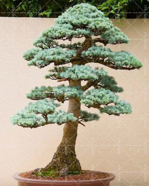 10PCS Bonsai Blue cedar Cedrus Deodara Pot Conifer Indoor Plant Bonsai ...