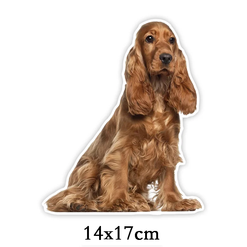 Cocker Spaniel Puppies Golden