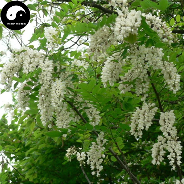 Kopen Valse Acacia Boom Semente 100 stks Plant Robinia Pseudoacacia ...