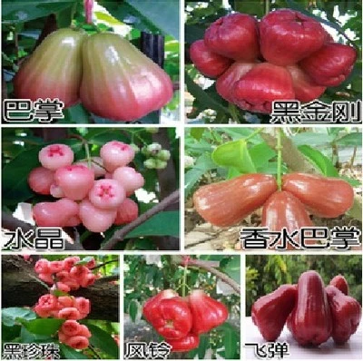 Jambu Fruit Tree