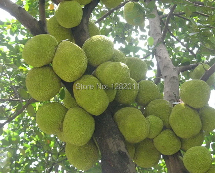 Seeds & Bulbs 10 Oraganic Fresh JackFruit Seeds Tropical Worlds Largest ...