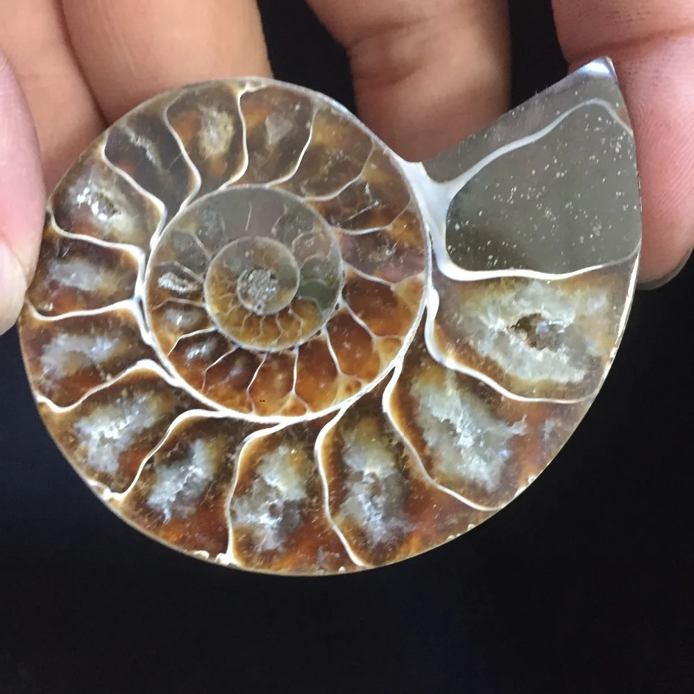 Fss57(63g) Natural Fossil Ammonite Stone Healing Minerals Rock ...