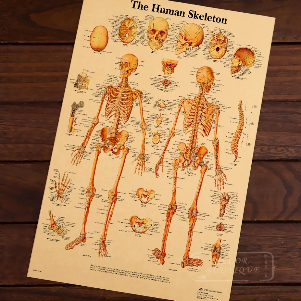 Map-of-Human-Body-Skeletal-System-Classic-Vintage-Retro-Kraft ...