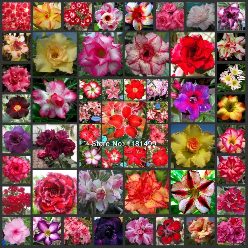 150 SEEDS Multi colored Adenium Obesum Seeds Bonsai Desert Rose Flower ...