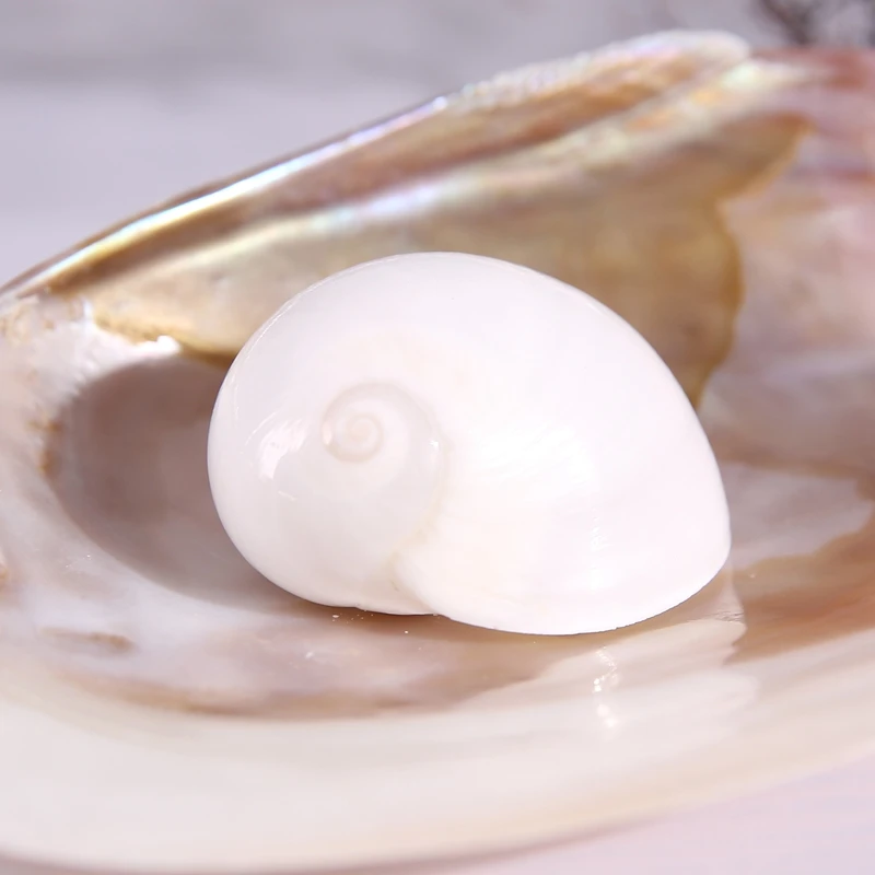 2pcs natural conch White moon shell natural shell tank xieqiao sea ...