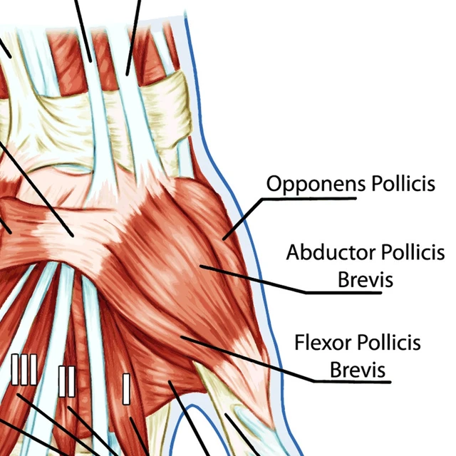 Muscular System Hand