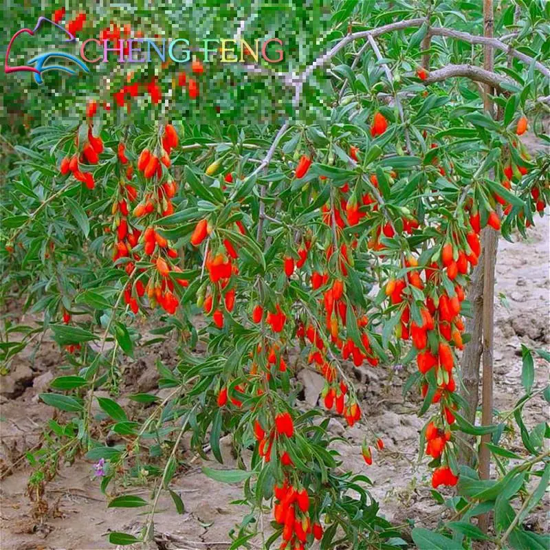 200 Himalayan Goji Berry Seeds Wolfberry Plants Most Popular * Heathy ...
