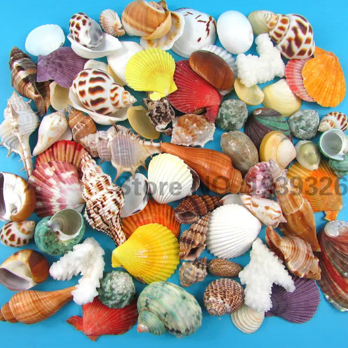 Natural Beach Shells Conch Coral Decoration Concha Sea Shells Craft for ...
