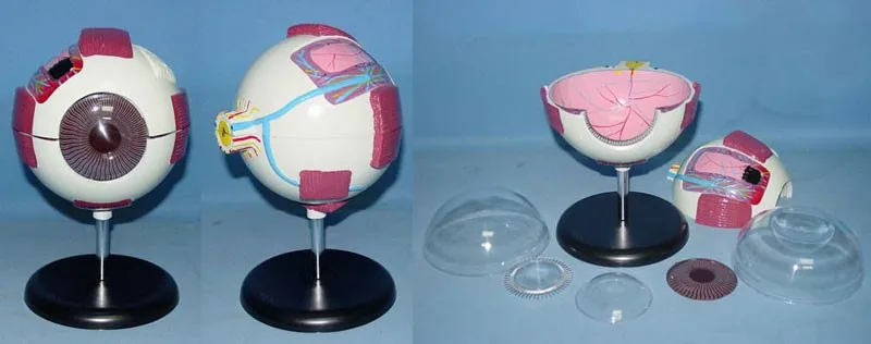 6X-Eye-anatomical-model-Organ-Anatomy-Human-specimens-model-free ...