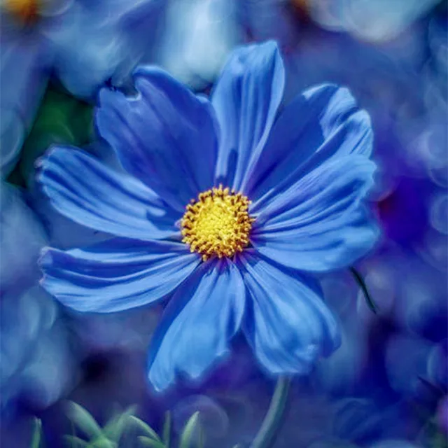 Cosmos Seeds, 100pcs/pack