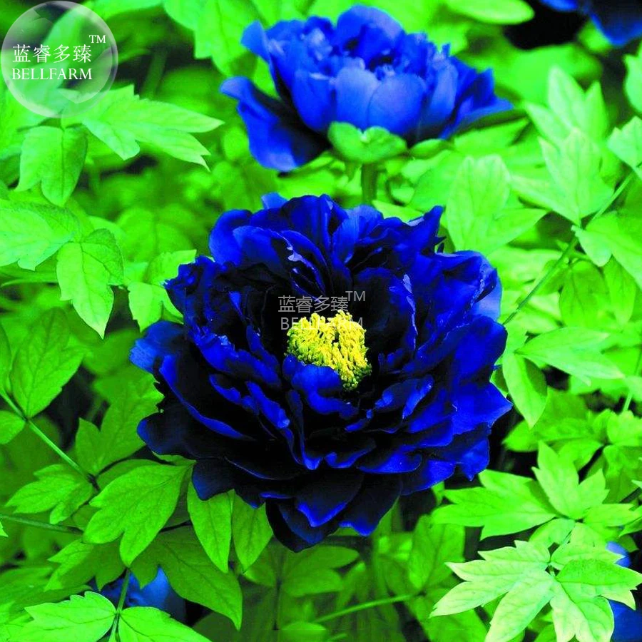 Blue Peony Flower