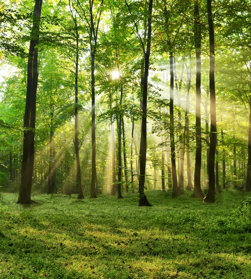 Regenwoud Bos Jungle Zonlicht Achtergronden Vinyl doek Hoge kwaliteit ...